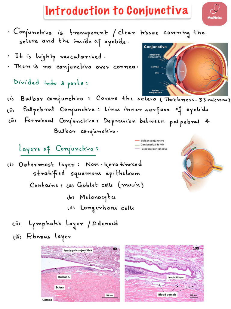 Ophtha SSD | PDF | Cornea | Human Eye