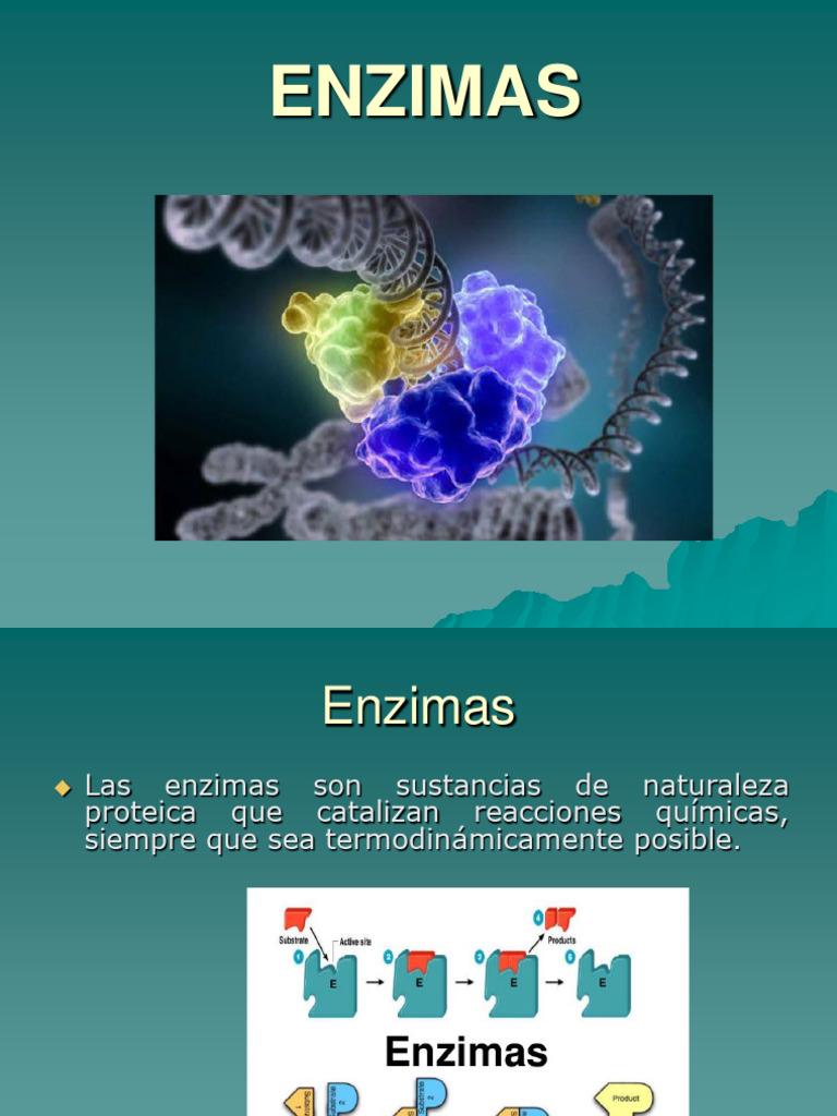 Enzimas | PDF | Enzima | La cinética de enzimas