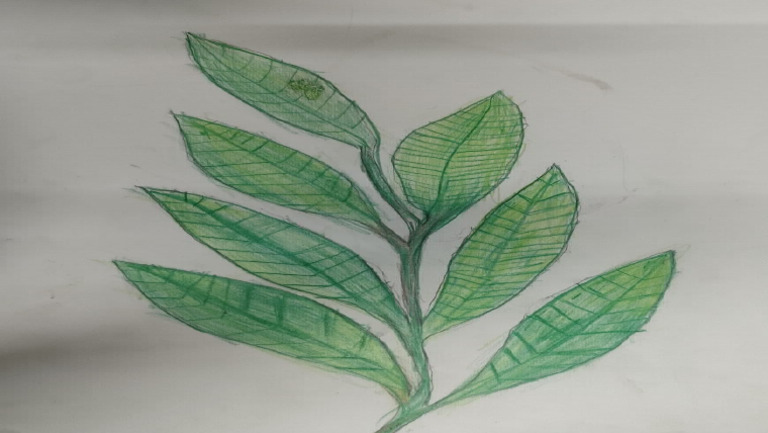 My Kids Third Drawing | PDF