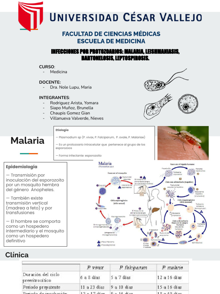 Infecciones Por Protozoarios. INFECTO | PDF | Malaria | Microbiología
