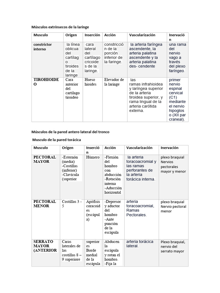 Musculos Respaldo 2 | PDF | Laringe | Abdomen