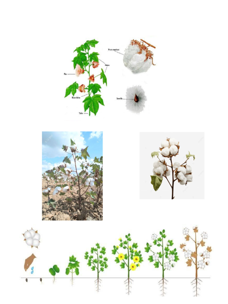 Planta de Algodón | PDF