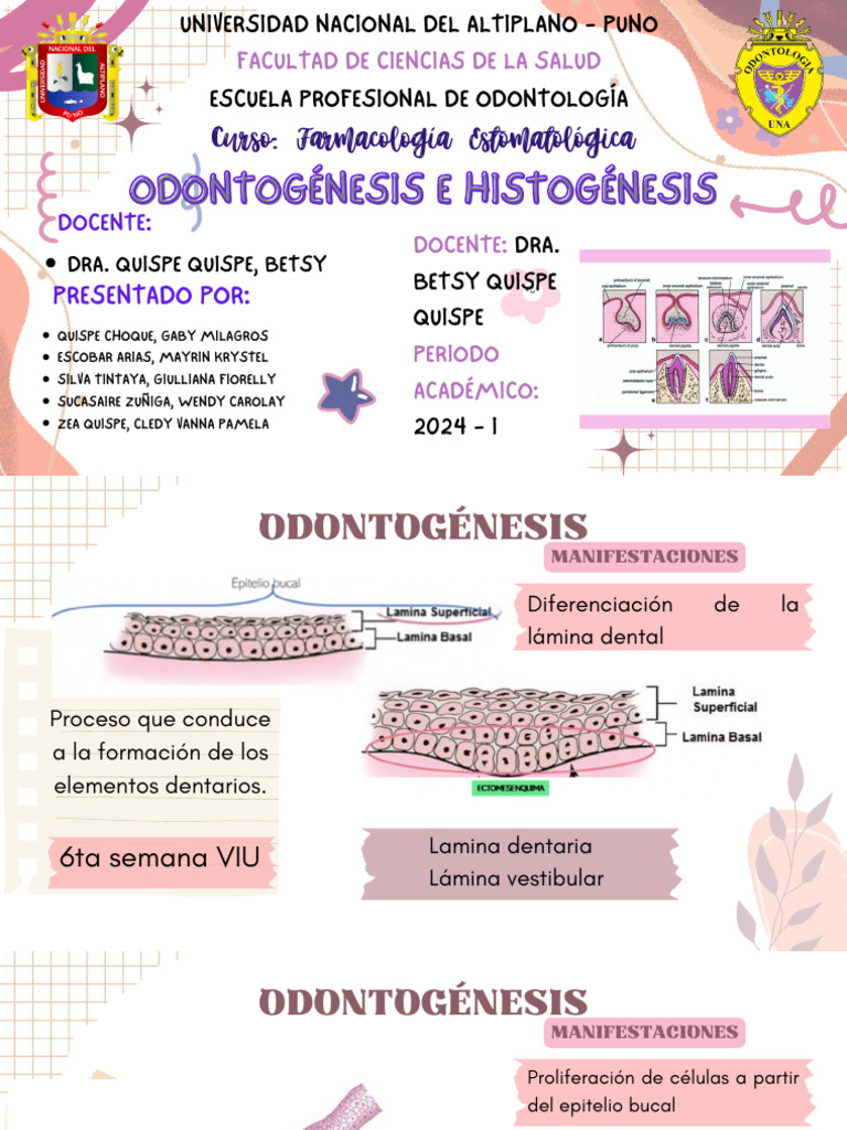 Endodoncia Grupo 1 - Odontogénesis | PDF | Epitelio | Histología