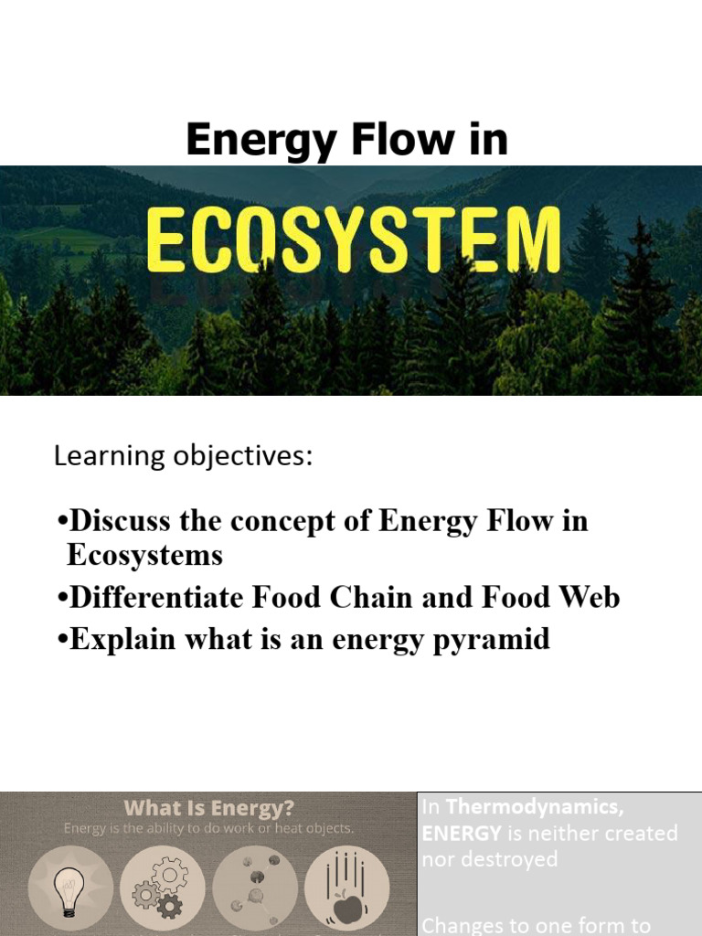 Energy Flow and Ecosystem Dynamics | PDF