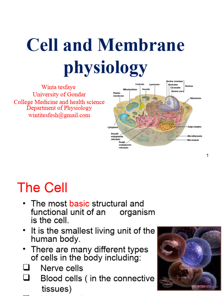 Cell For Nursing | PDF | Endoplasmic Reticulum | Cell Membrane