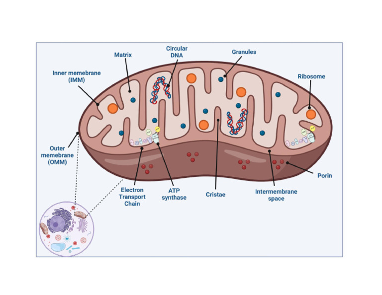 estructura de la mitocondria | PDF