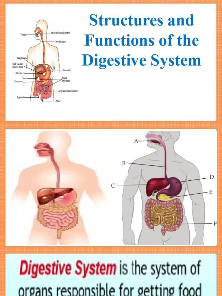 Digestive System Overview | PDF | Digestion | Human Digestive System