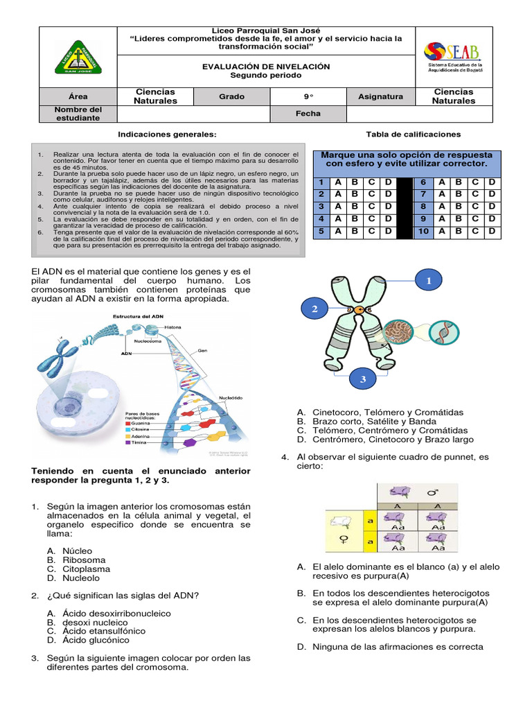 Evaluación Genética y Evolutiva 9° Grado | PDF | Dominancia (Genética) | Cigosidad