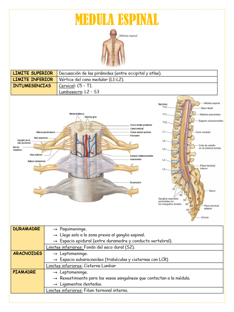 Anatomía - Médula Espinal | PDF | Médula espinal | Sistema nervioso central