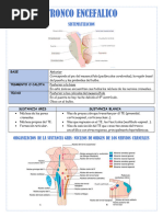 El Colículo Superior | PDF | Anatomía humana | Neurociencia