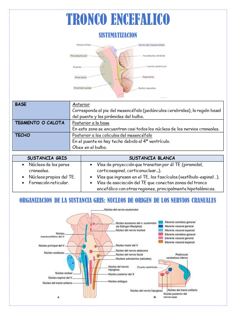 Anatomía- tronco encefálico | PDF | Anatomía | Neuroanatomía