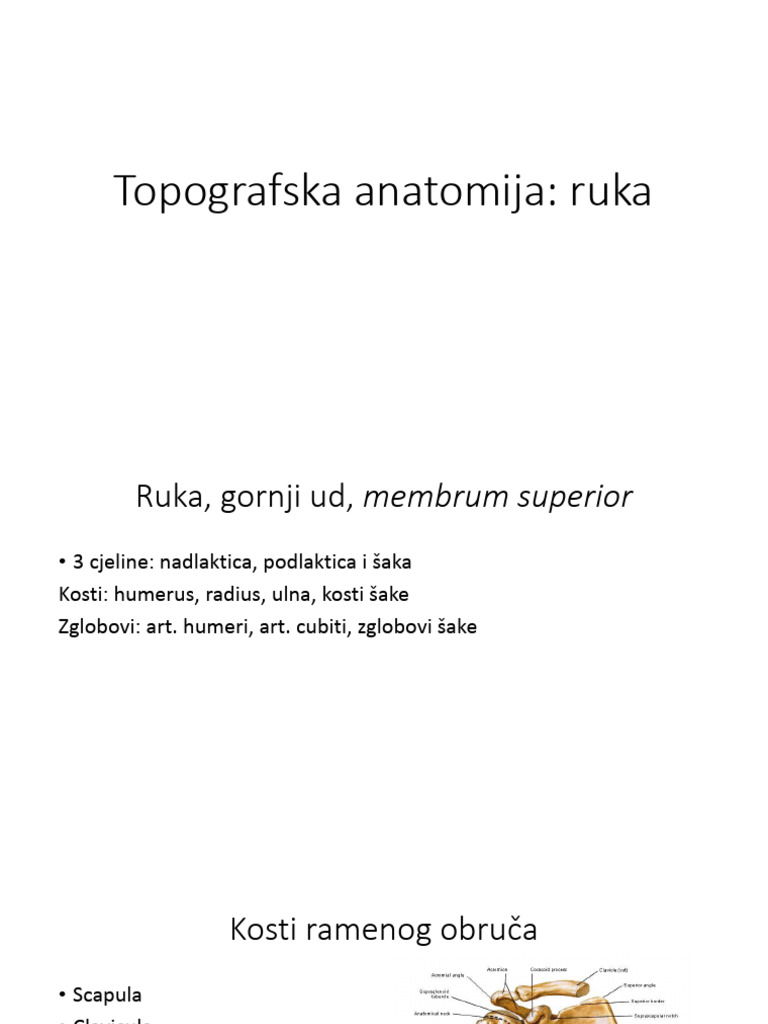 3 - Topografska Anatomija Ruka | PDF
