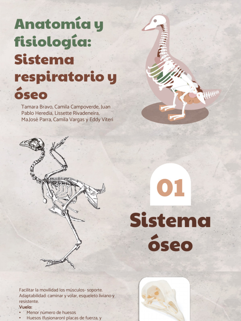Sistema Respiratorio y Oseo de Las Aves 2 | PDF | Pulmón | Sistema esquelético