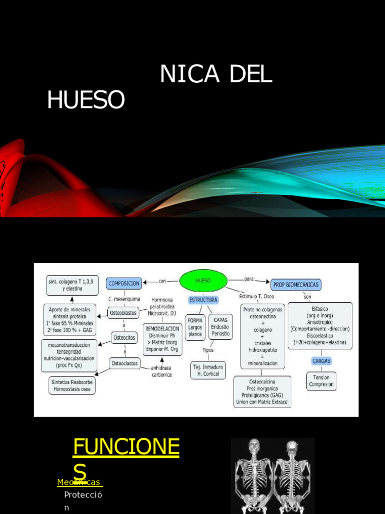 BIOMECANICA DEL HUESO | PDF | Hueso | Sistema musculoesquelético BIOMECANICA DEL HUESO | PDF | Hueso | Sistema musculoesquelético