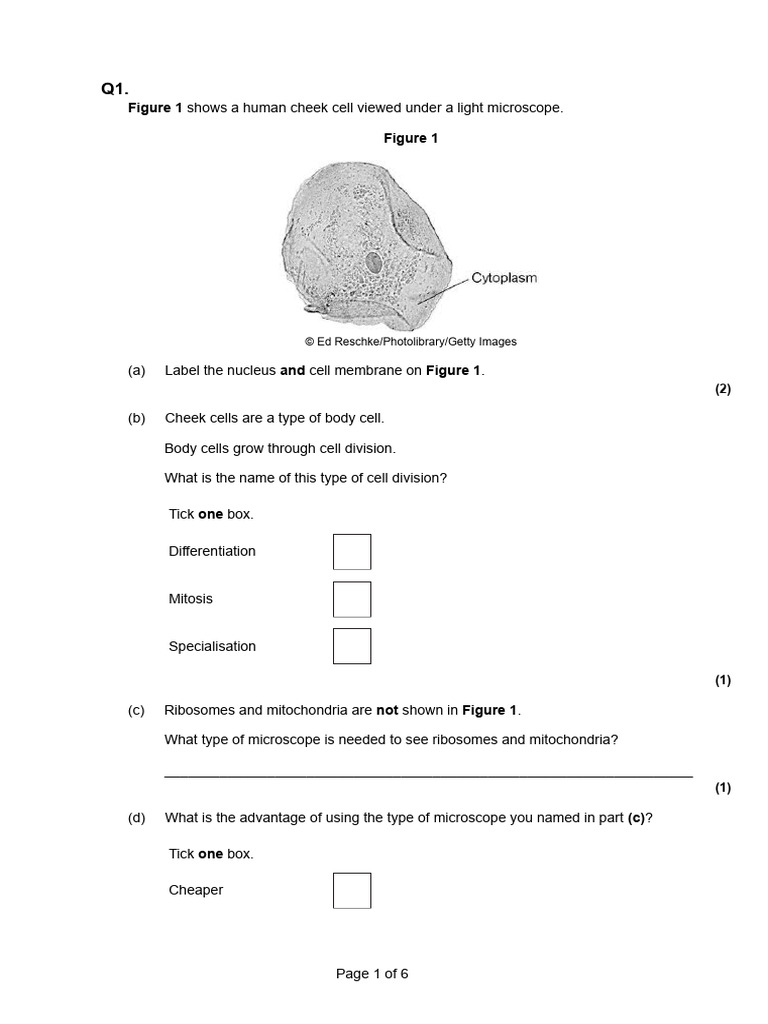 Human Cell Structure and Function Quiz | PDF | Cell (Biology) | Microscope