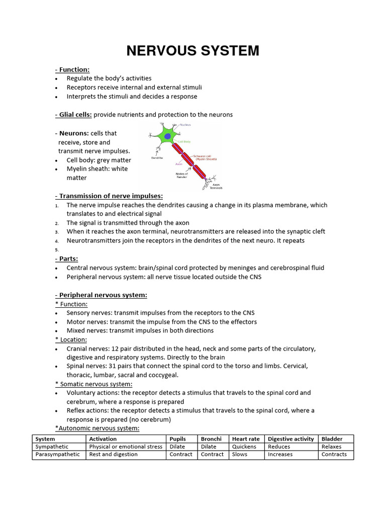 Unit 6 Biology | Download Free PDF | Nervous System | Neuron