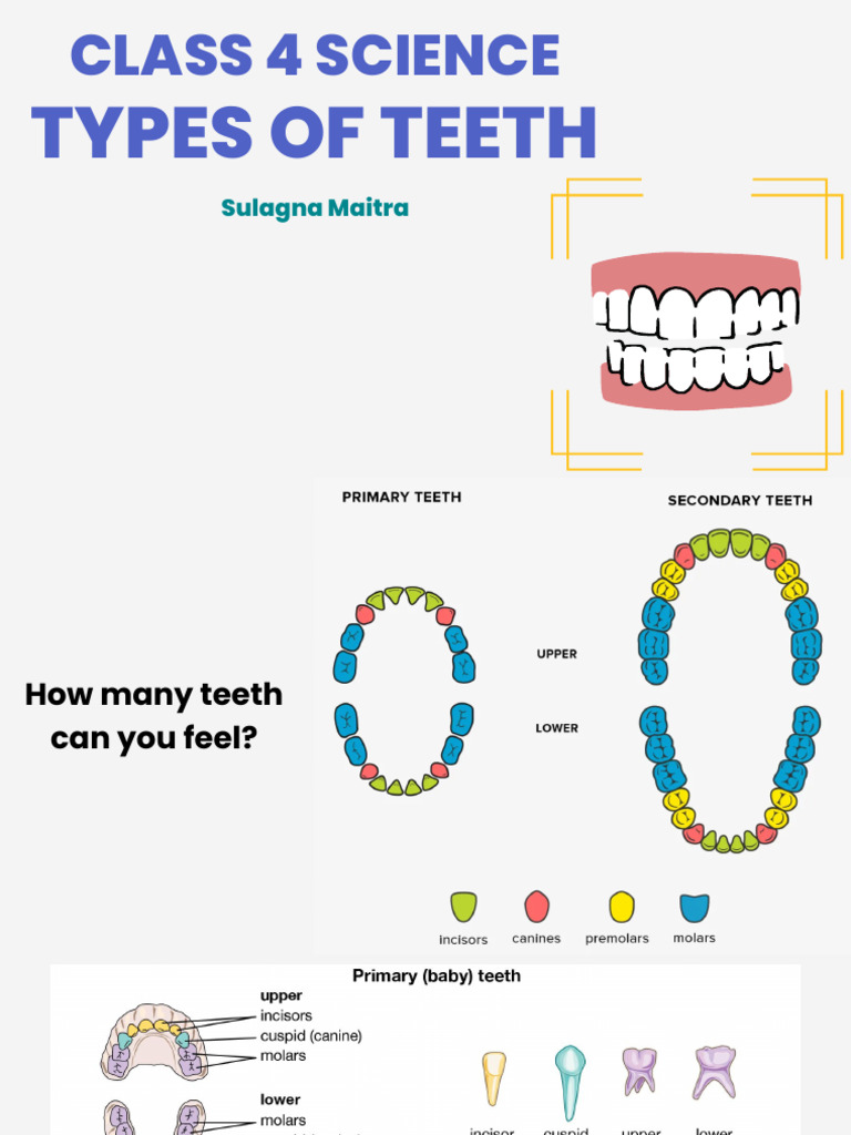 Class 4 - Teeth Types | PDF
