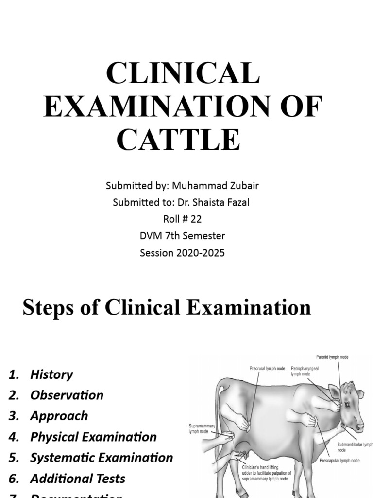 Cattle Clinical Exam Guide | PDF | Pulse | Breathing