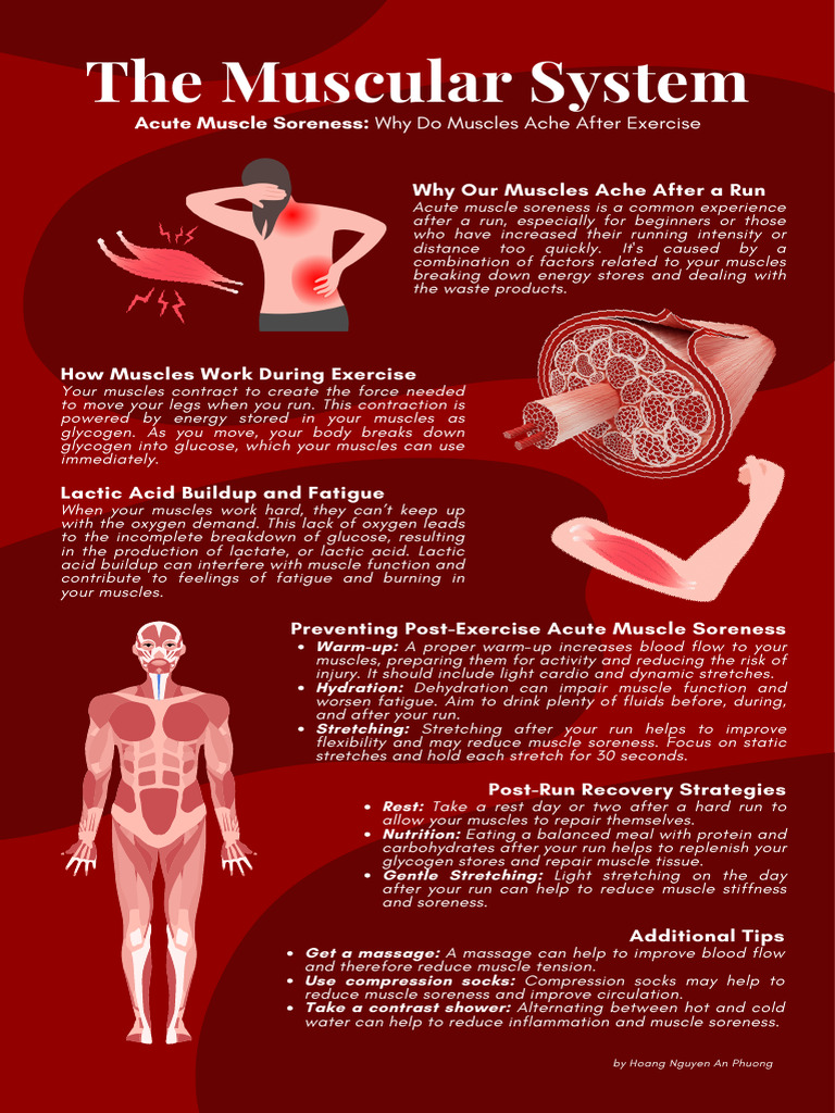 L3 Phuong Hoang Nguyen An TOOL | PDF | Glycogen | Skeletal Muscle
