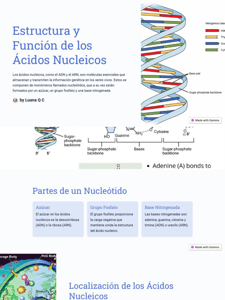 Estructura y Funcion de Los Acidos Nucleicos | PDF | Rna | Adn