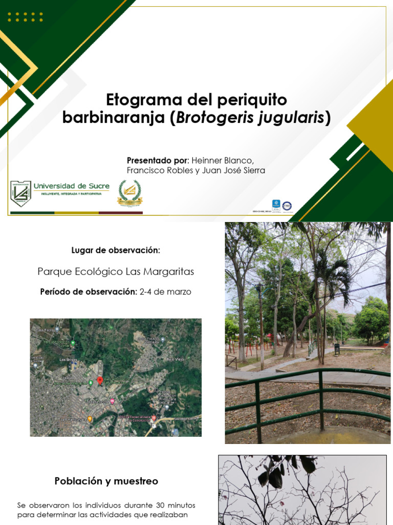 Etograma del periquito barbinaranja (Brotogeris jugularis) | PDF