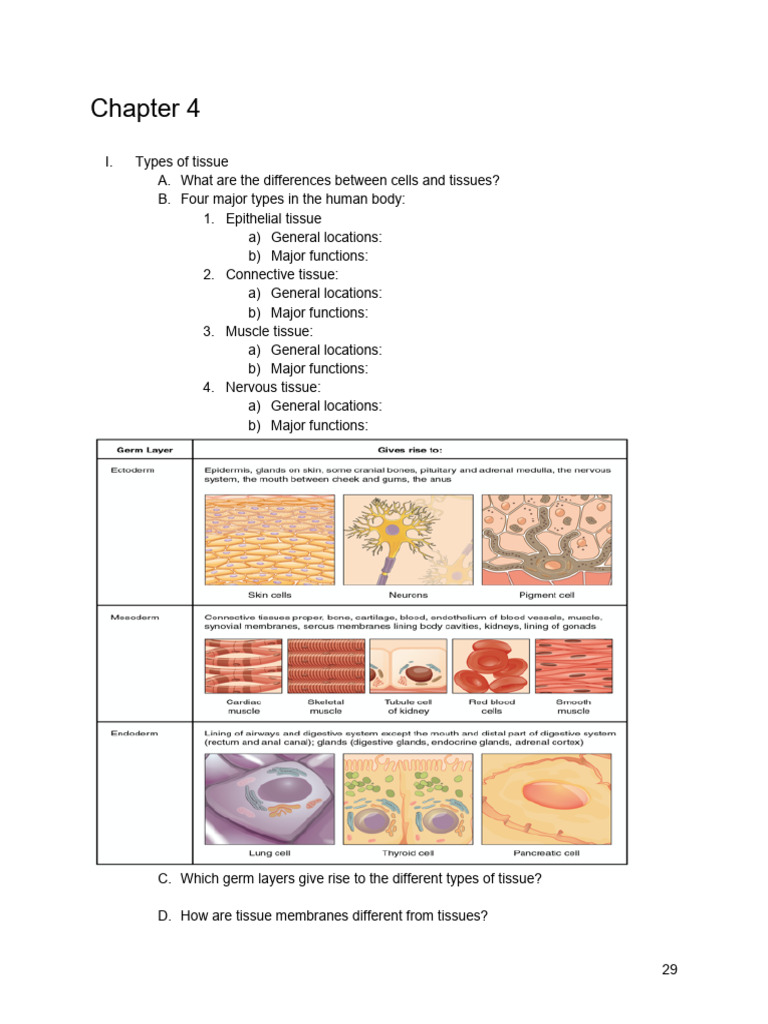 Anatomy and Physiology 2e | PDF | Epithelium | Connective Tissue
