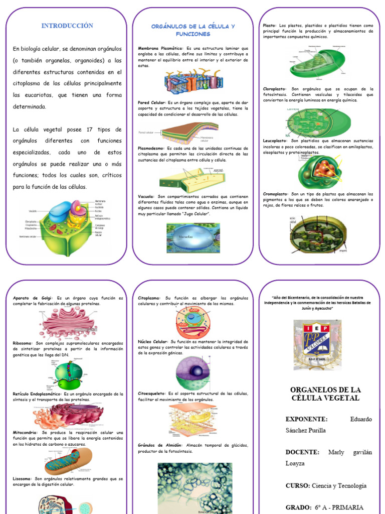 Orgánulos de la Célula Vegetal y Funciones | PDF | Biología Celular ...