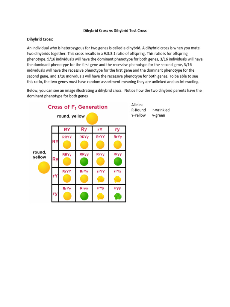 Dihybrid Cross Test Cross Answer Key | PDF | Dominance (Genetics ...