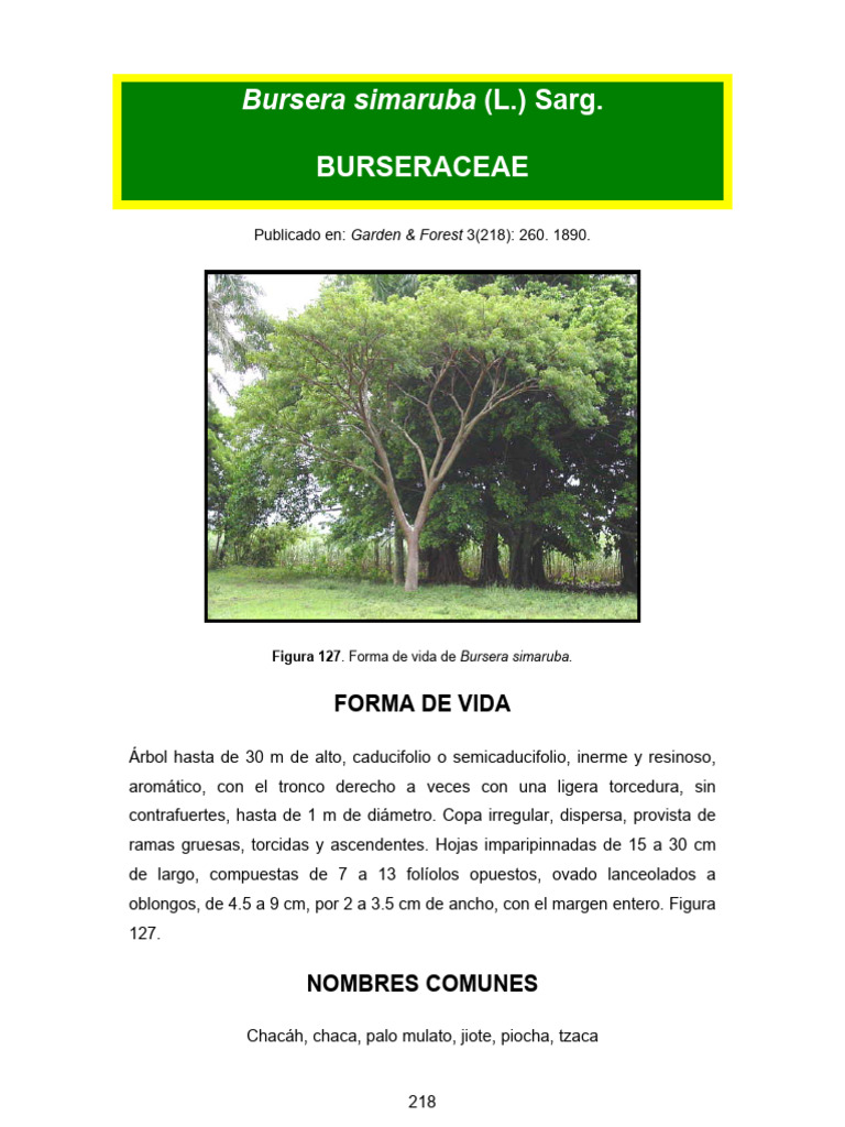 Propiedades y usos del Bursera simaruba | PDF | Germinación | Botánica