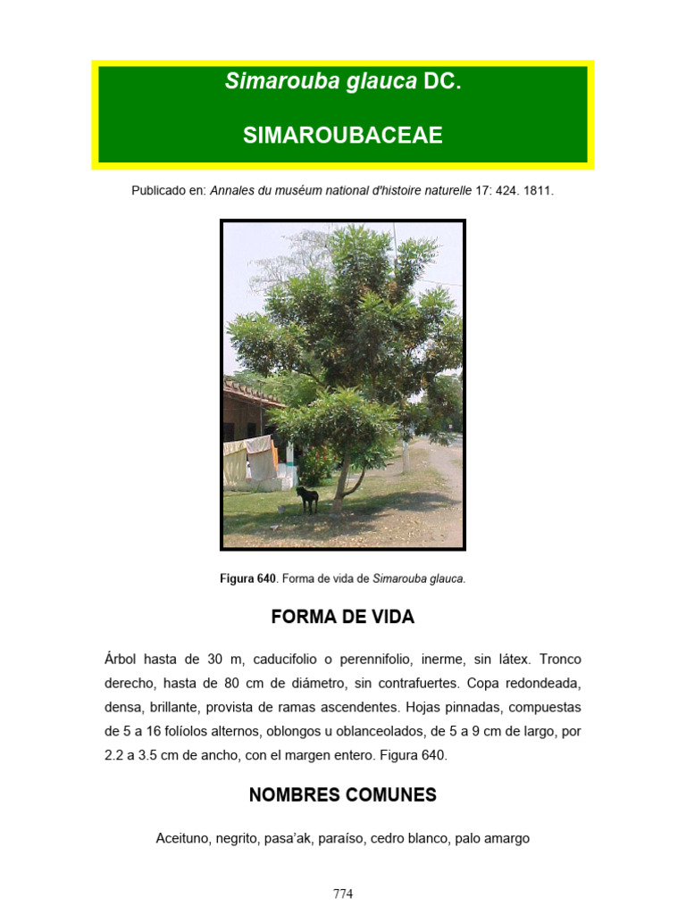 Simarouba Glauca | PDF | Semilla | Botánica