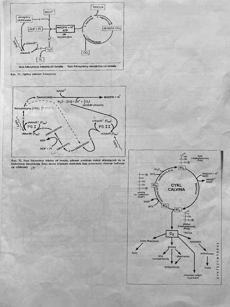 schemat fotosyntezy i cykl calvina | PDF