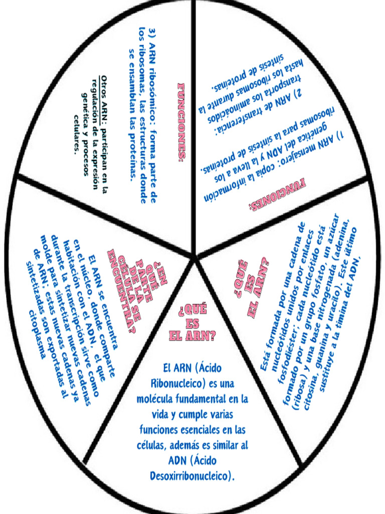 ¿Qué es el ARN | PDF | Rna | Adn