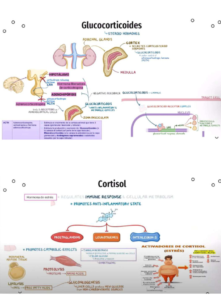 Glucocorticoides Antihistaminicop | PDF