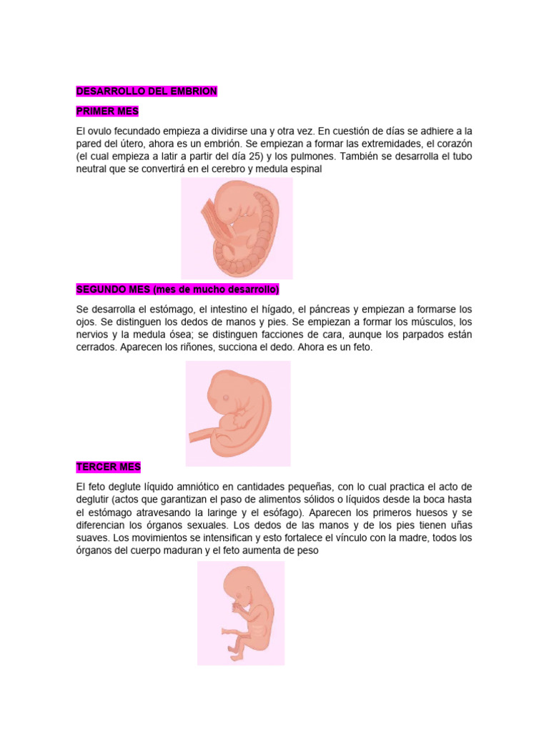 Desarrollo Del Embrion | PDF | Feto | Embrión