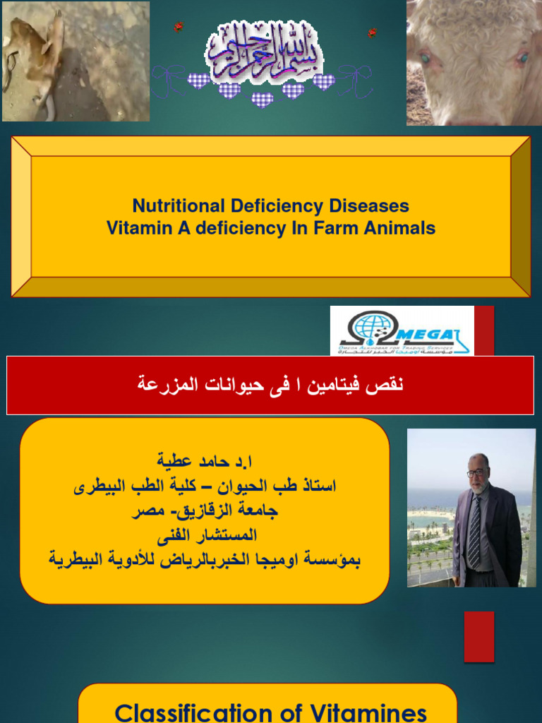 Vitamin A Deficiency in Farm Animals Prof DR Hamed Attia | PDF ...
