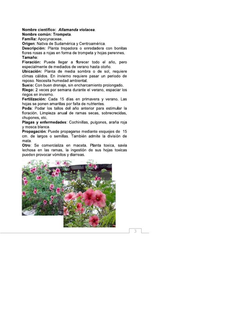 Allamanda Violacea | PDF