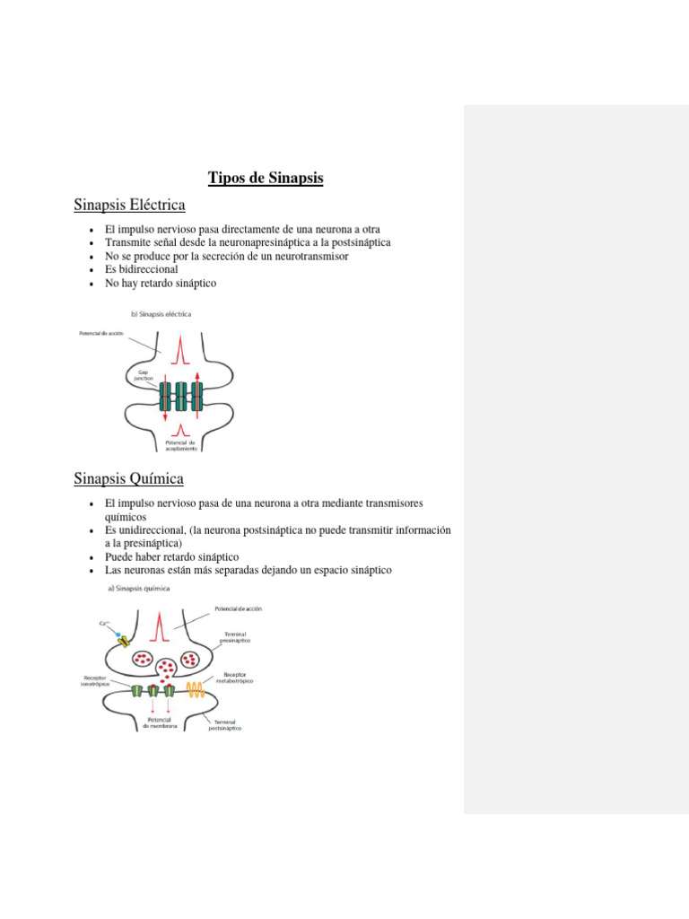 Tipos de Sinapsis | PDF | Sinapsis | Neurona