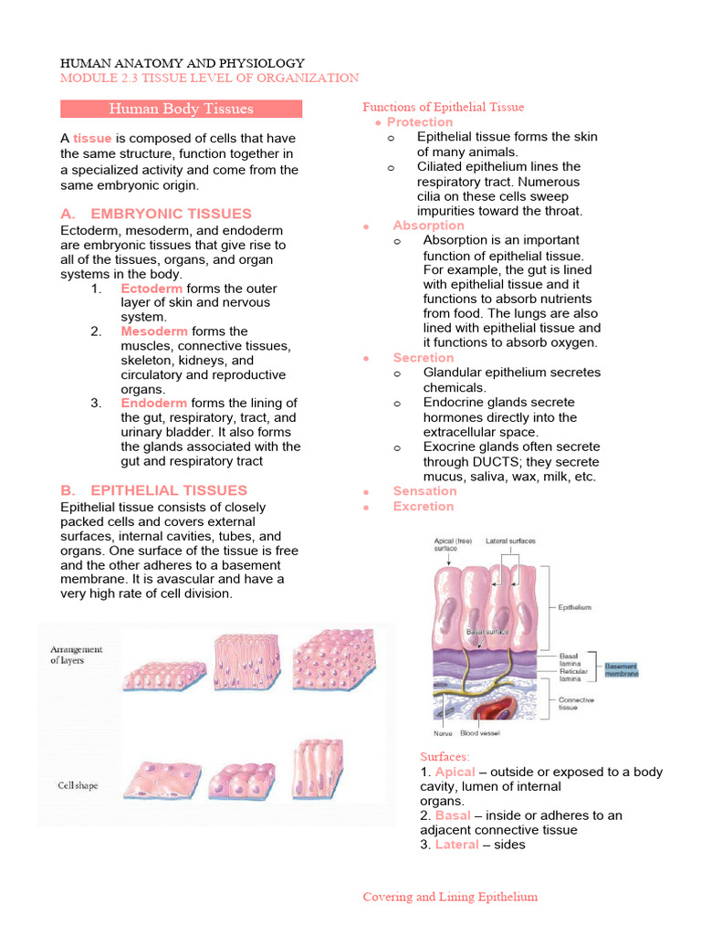 Human Body Tissues | PDF | Epithelium | Connective Tissue