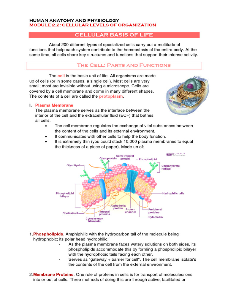 Module 2.2 Cellular Basis of Life | PDF | Meiosis | Mitosis
