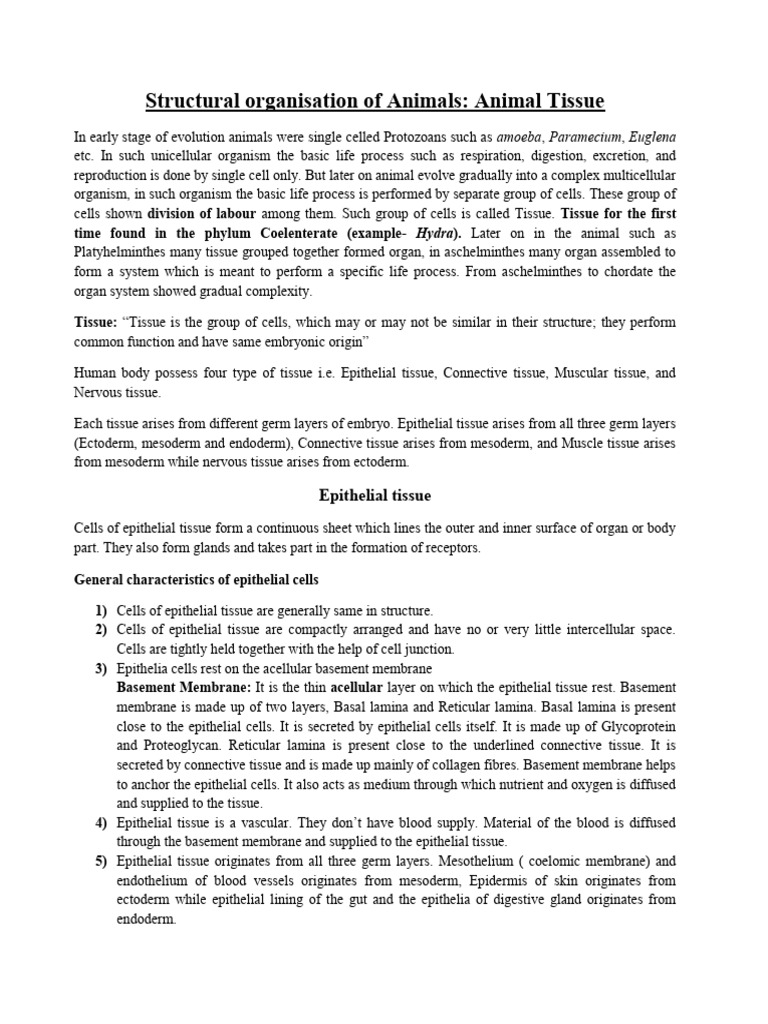 Animal Tissue Notes - Epithelial and Connective | Download Free PDF ...