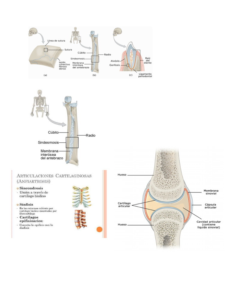 articulaciones | PDF