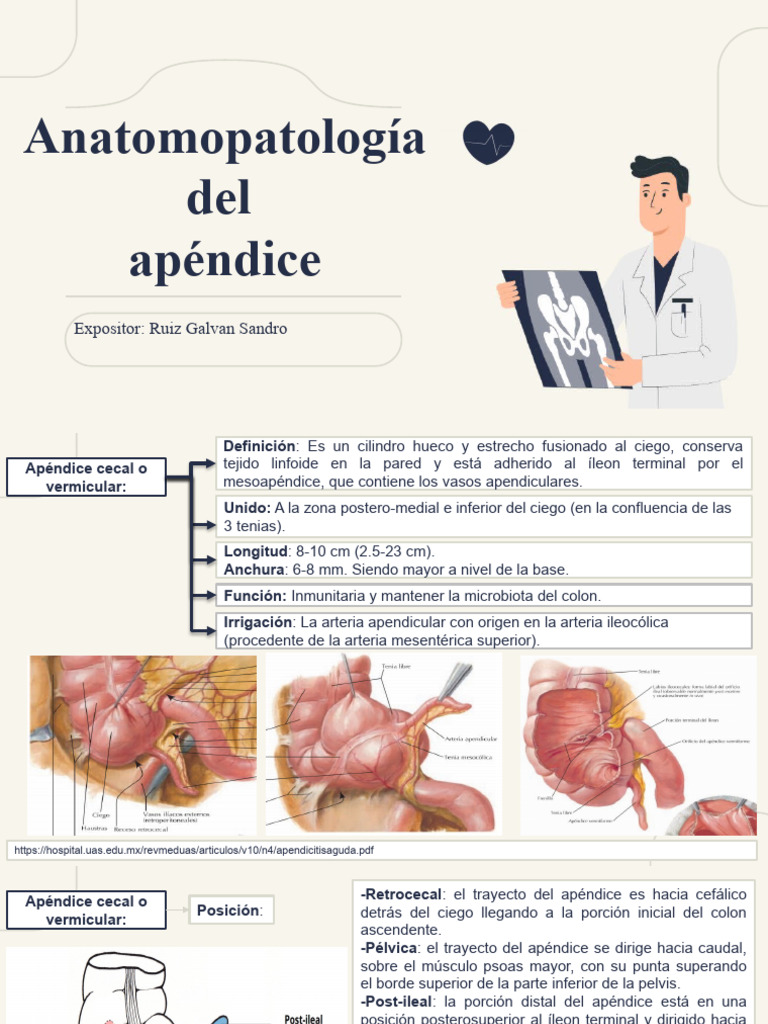 Anatomopatologia Del Apendice | PDF | Intestino grueso | Sistema digestivo