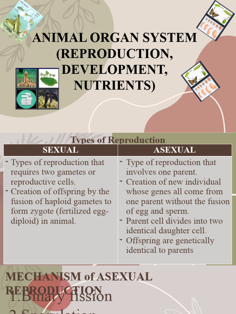 Animal Reproductive Systems Overview | PDF | Sexual Reproduction ...