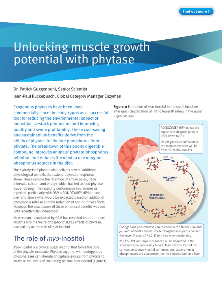 Unlocking Muscle Growth Potential With Phytase | PDF | Biochemistry ...