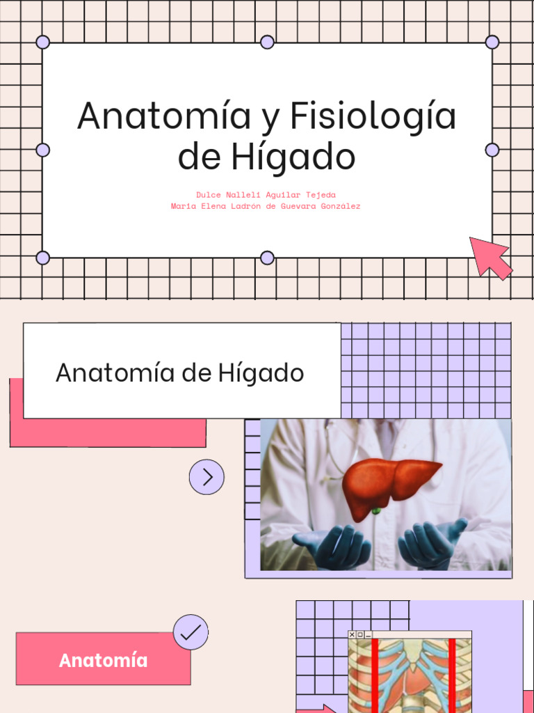 Anatomía y Fisiología de Higado | Descargar gratis PDF | Hígado | Bilis
