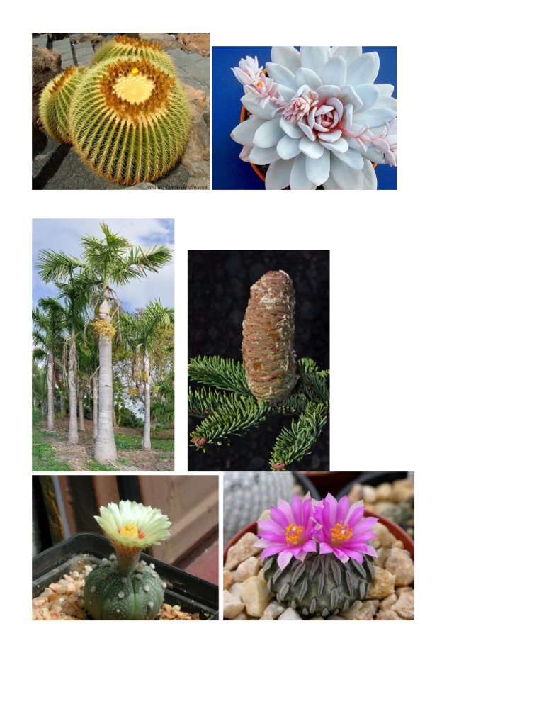 Plantas mexicanas | PDF