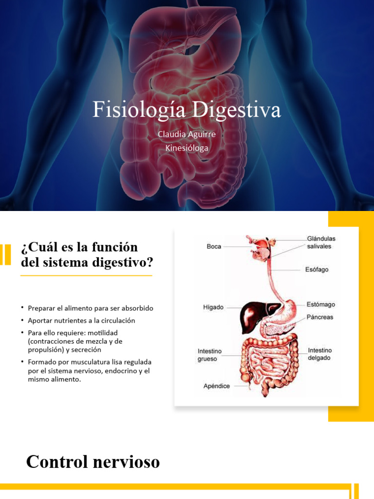 Clase N°5 - Fisiología Digestiva | Descargar gratis PDF | Digestión ...