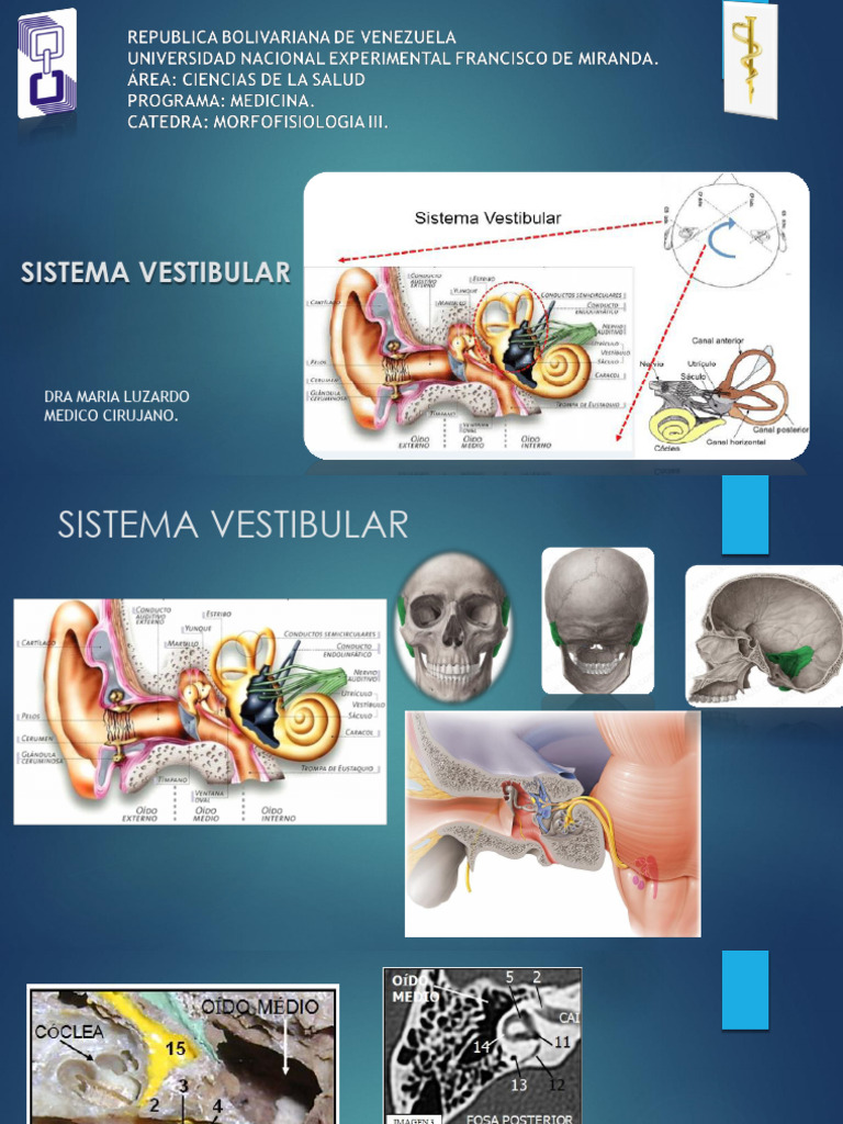 Estructura y Función del Sistema Vestibular | PDF | Cerebelo ...