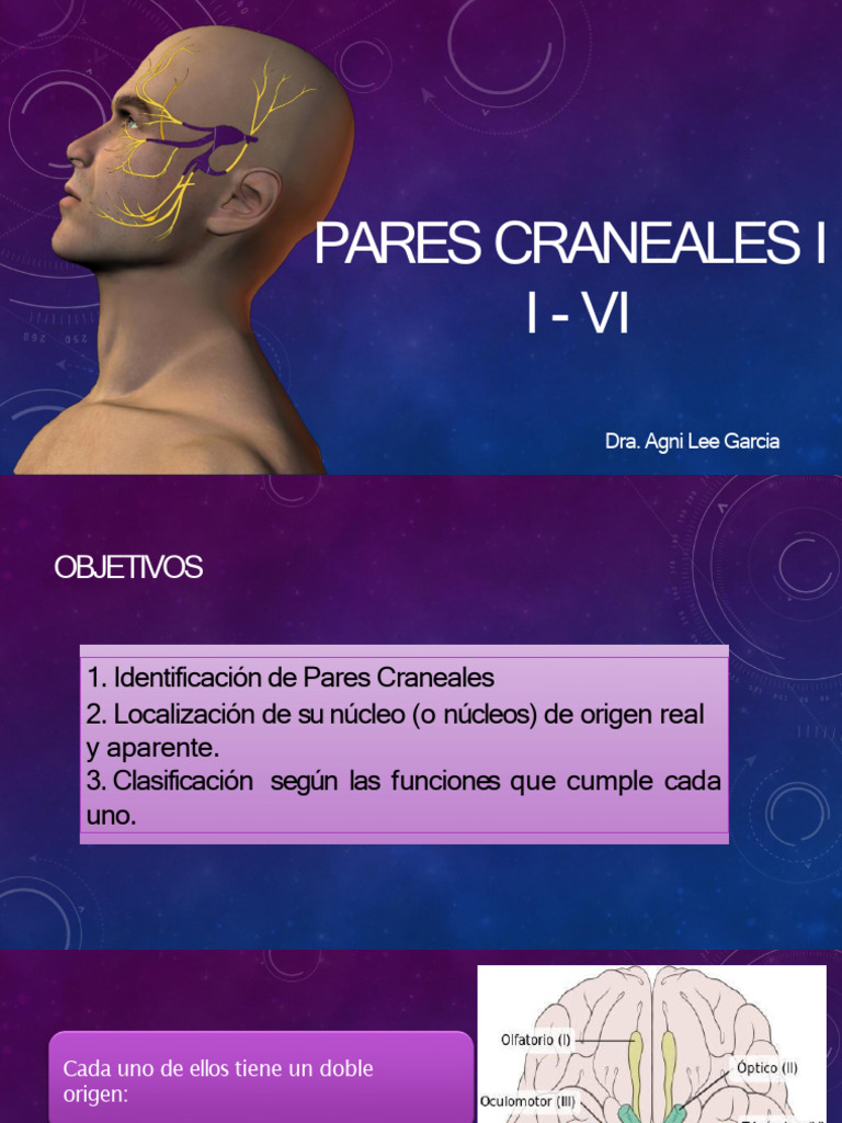 Guía de Pares Craneales I-VI | PDF | Anatomía humana | Cabeza y cuello ...