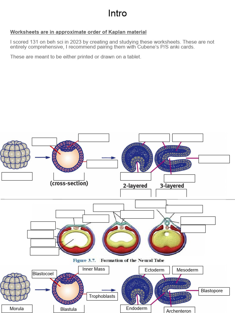 MCAT Beh Sci Worksheets | PDF | Visual System | Memory